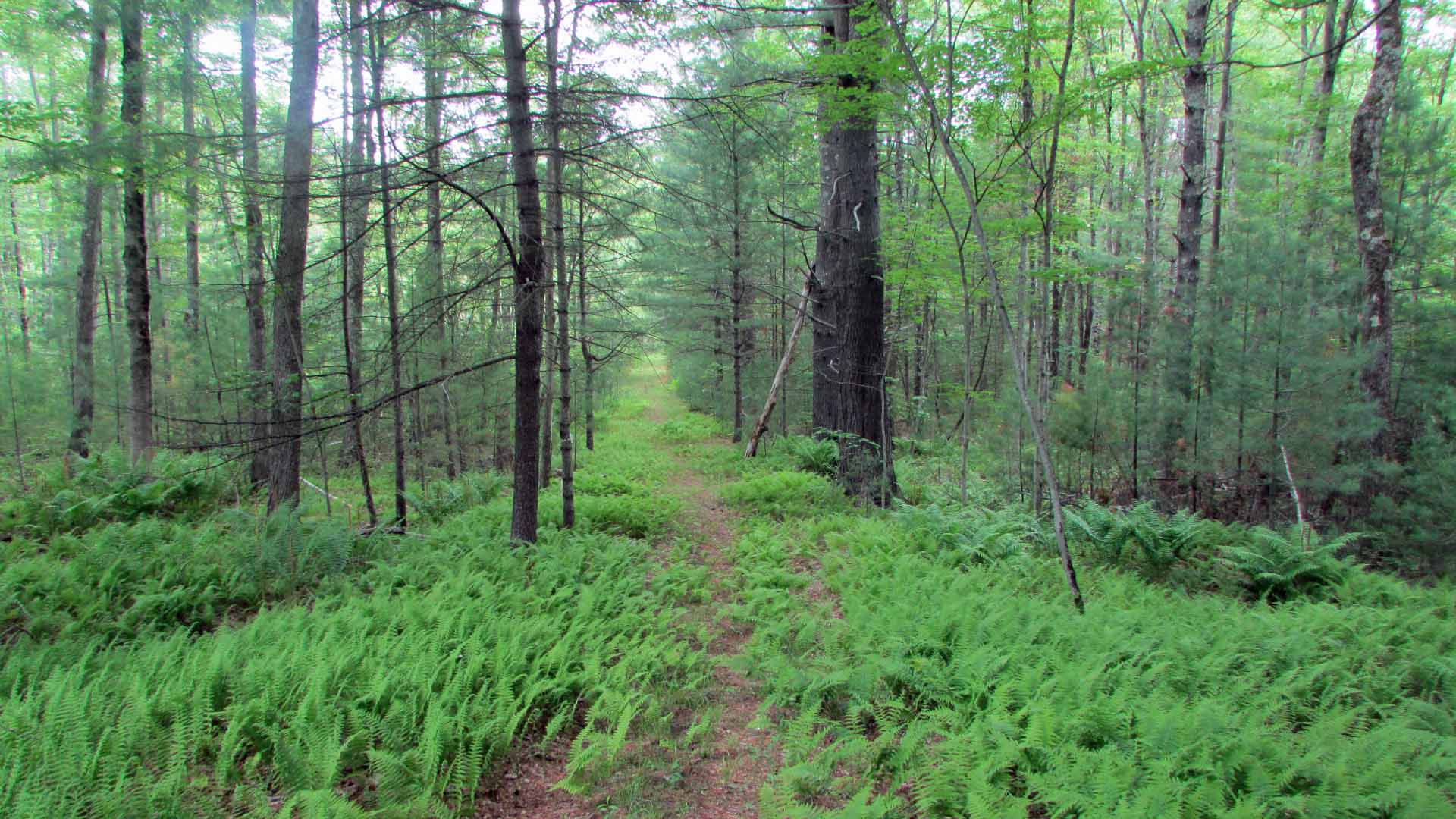 Enjoy ‘FALL’ in Fenton – 2.5 Country Acres – Level – Wooded – Mt Views – Town Rd. – Electric – P ...